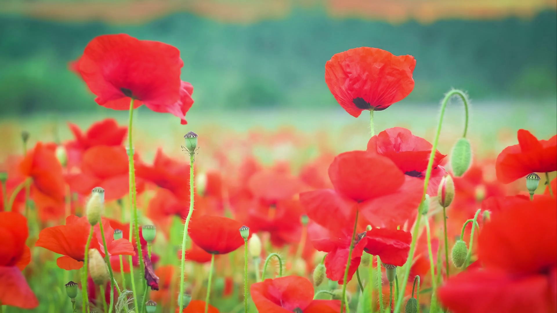 Wild Red Poppy Flowers On Field Trees On Stock Footage SBV-314539848 ...