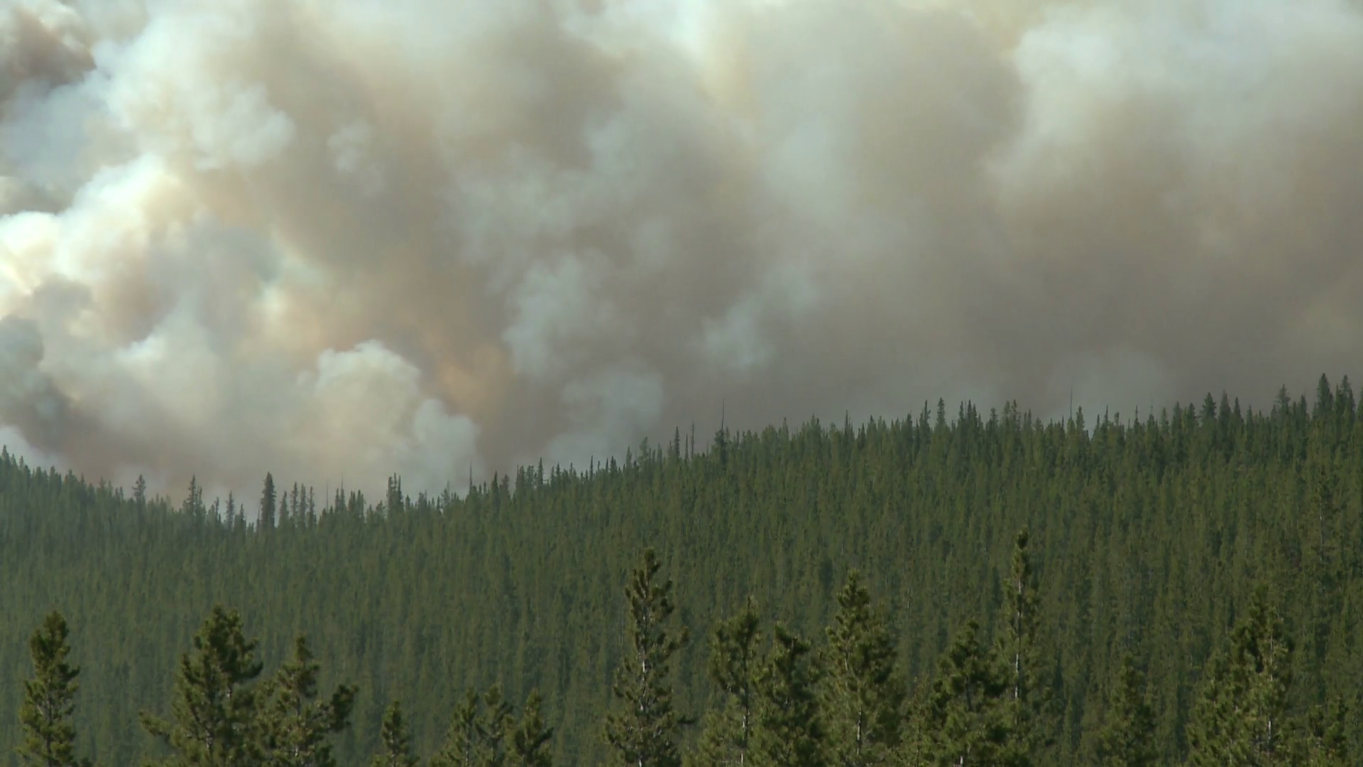Heavy wildfire smoke drifting over the forest Stock Video Footage 00:14 ...