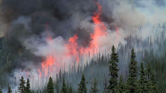 Forest Fire Stock Video Clips & Footage - Storyblocks