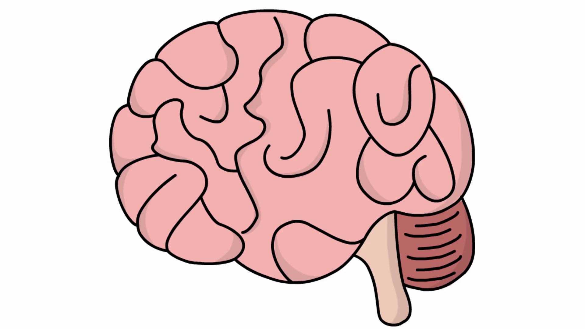 Brain Medical Sketch Illustration Hand Drawn Animation Transparent