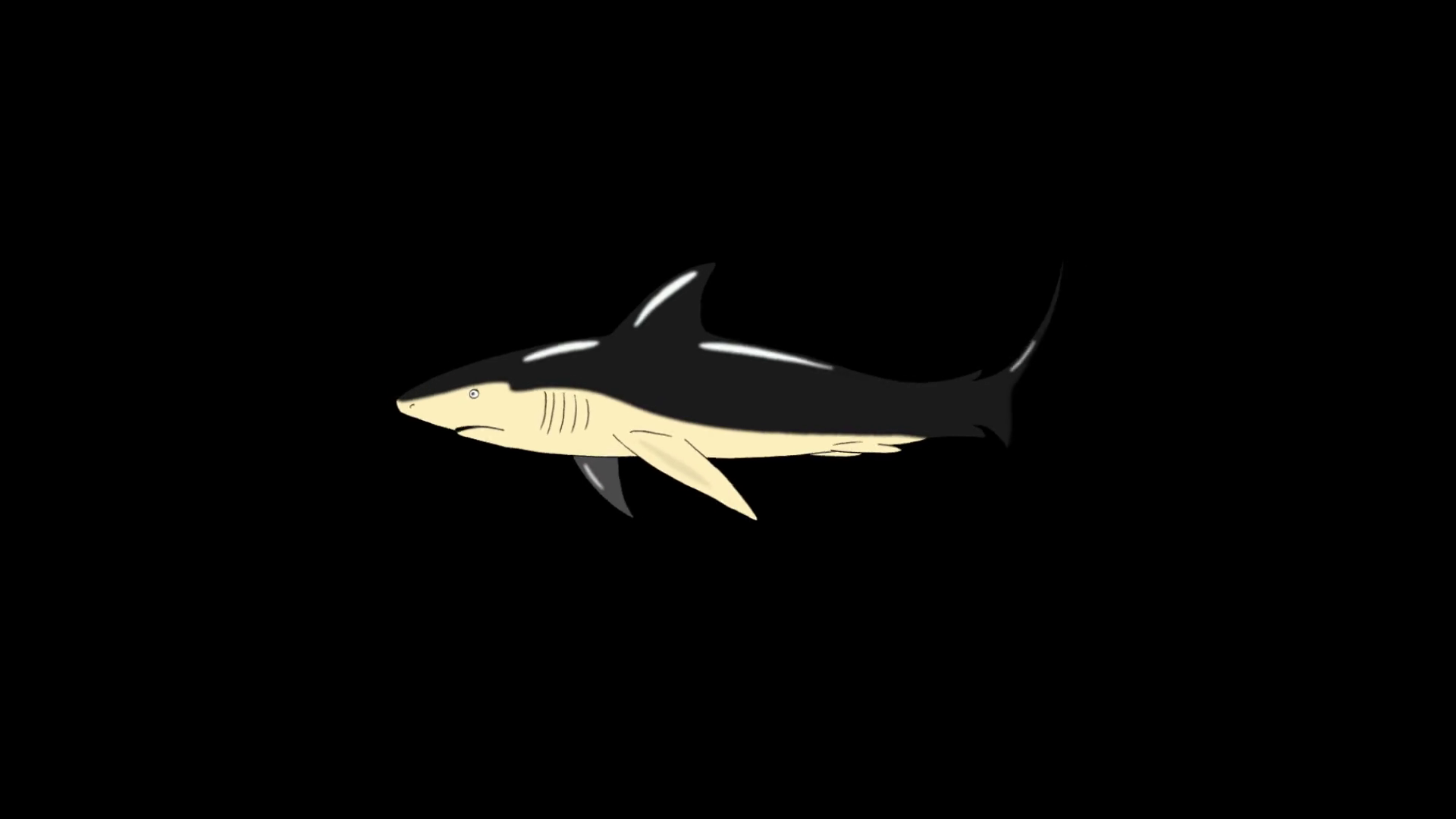 Shark Swimming Animated Footage With Alpha Stock Motion Graphics SBV ...