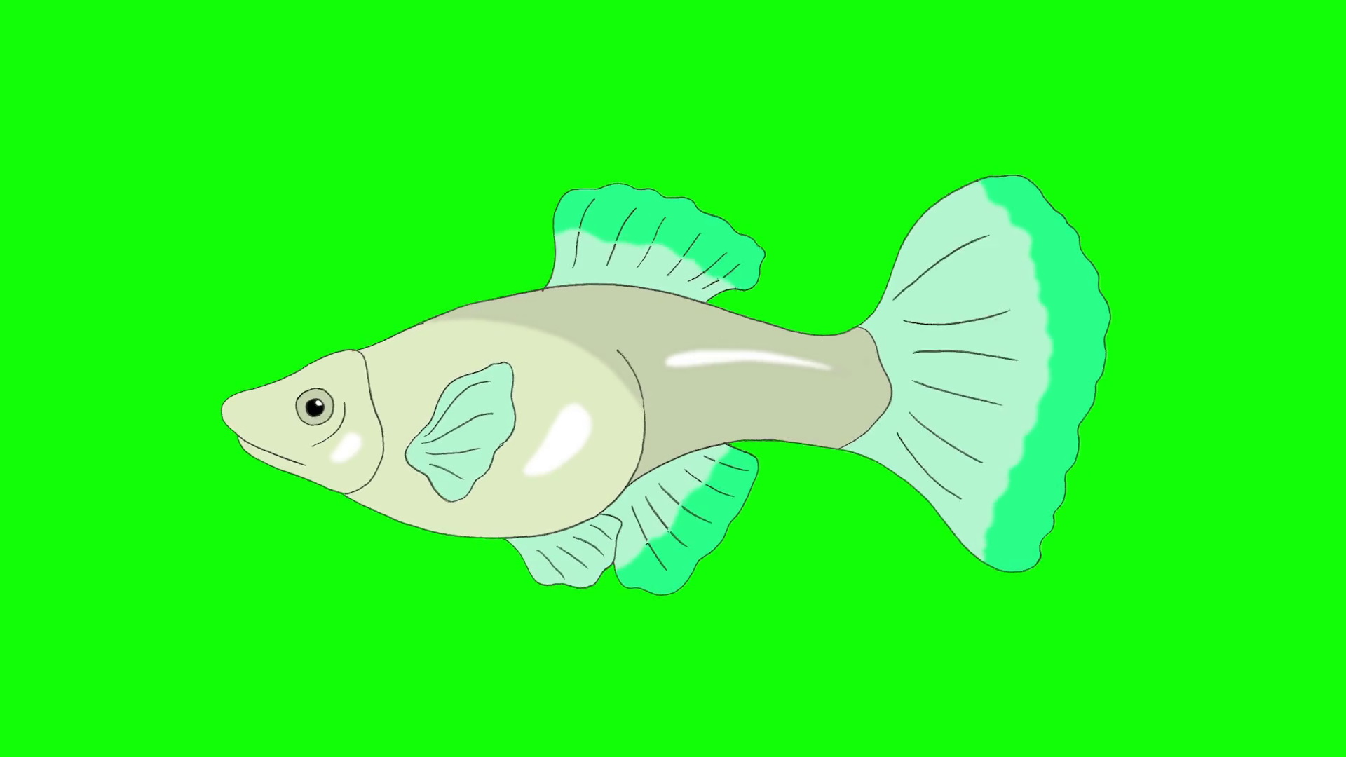 Big Green Guppy Aquarium Fish Chroma Key Stock Motion Graphics SBV ...