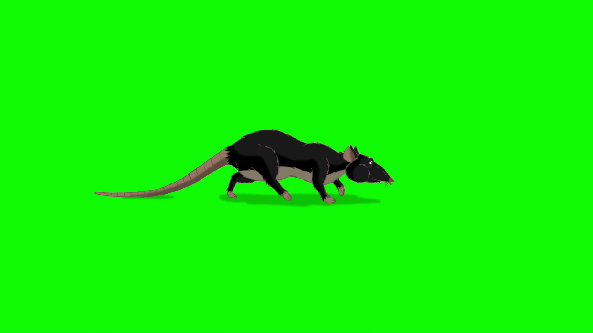 Black rat sneaking animation Chroma Key Motion Background - Storyblocks