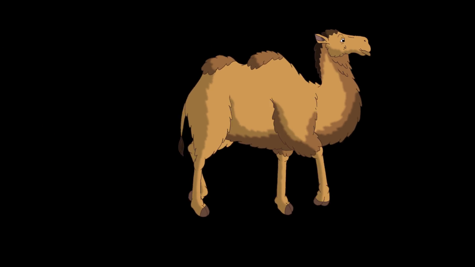 One Camel Is Walking 4k Alpha Animation Stock Motion Graphics SBV ...