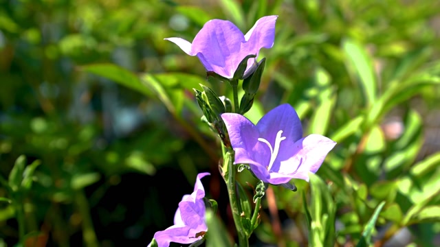 4k Flower Stock Footage: Royalty-Free Video Clips - Storyblocks