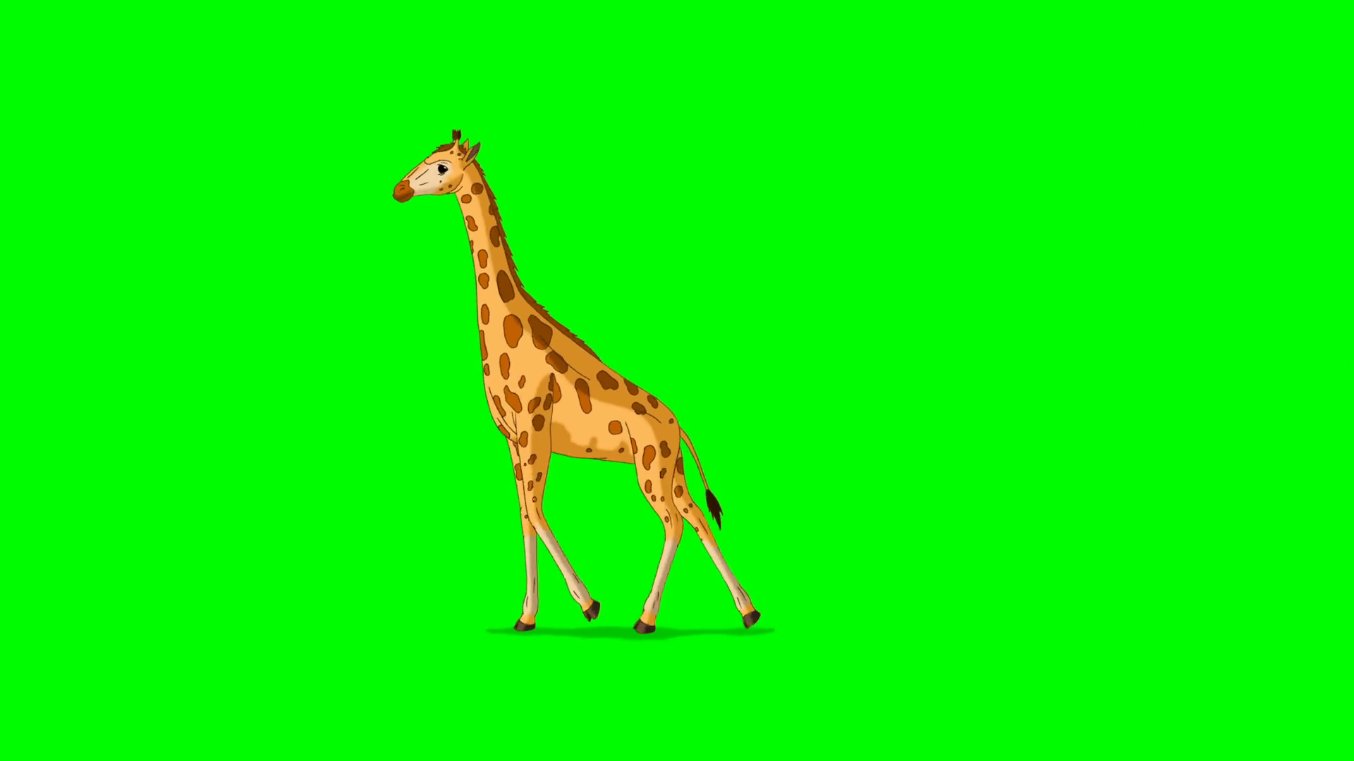 big-giraffe-walks-back-and-forth-chroma-key-long-shot-motion-background