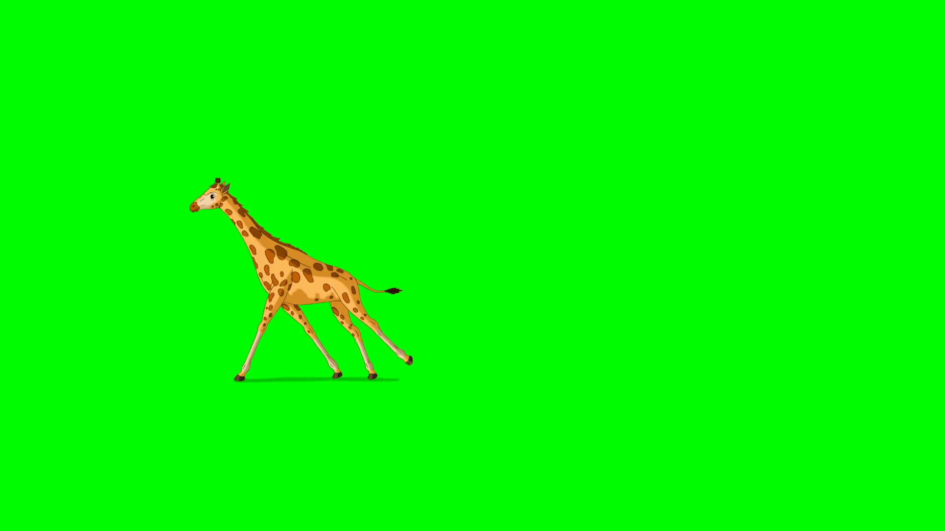 Big giraffe runs and stops chroma key extreme long shot Motion ...