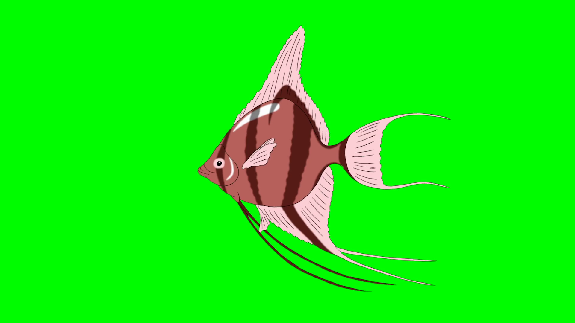 Pink Scalare Angelfish Chroma Key Looped Stock Motion Graphics SBV ...