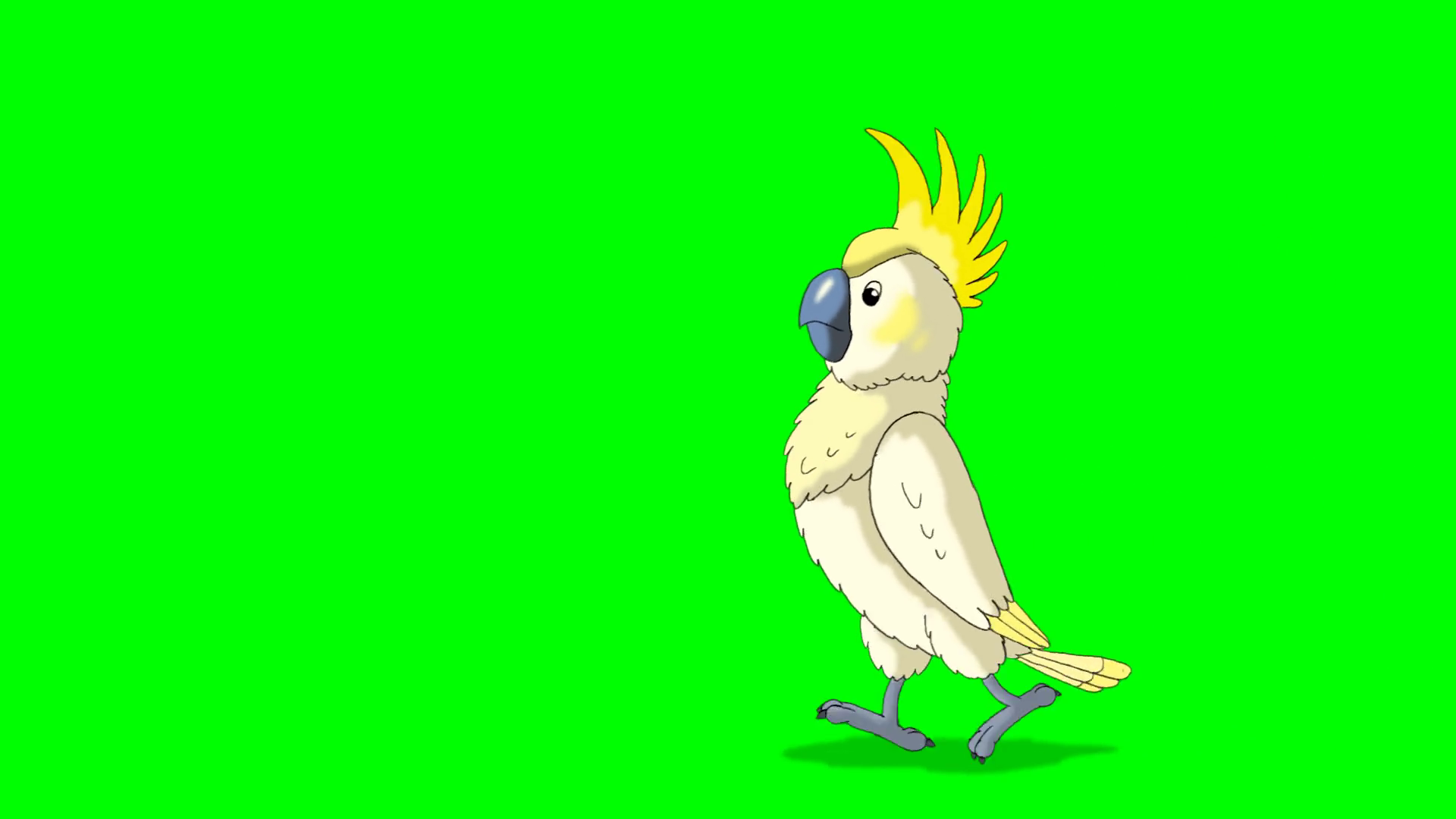 White cockatoo Parrot comes and goes away chroma key 4K Motion ...