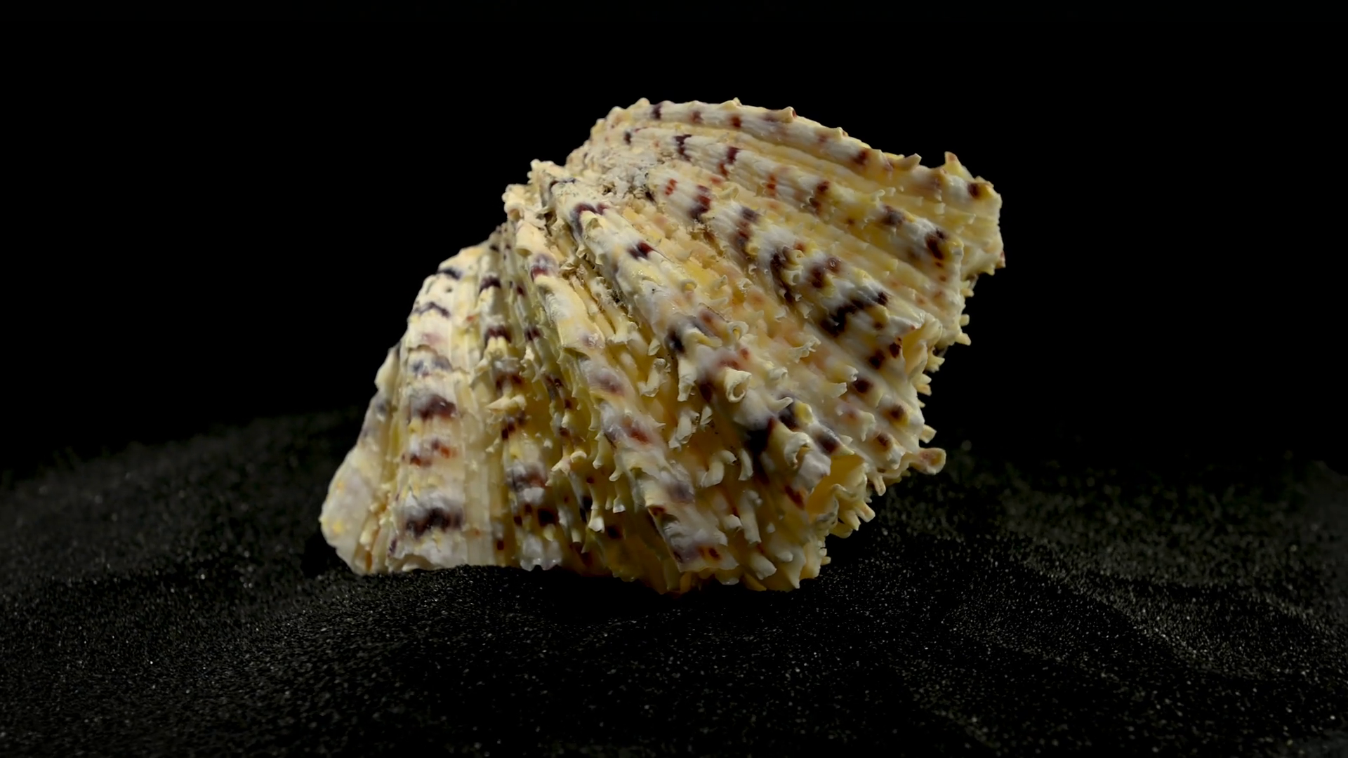 Hippopus Sea Shell On Black Sand 4k Stock Footage SBV-348854017 ...