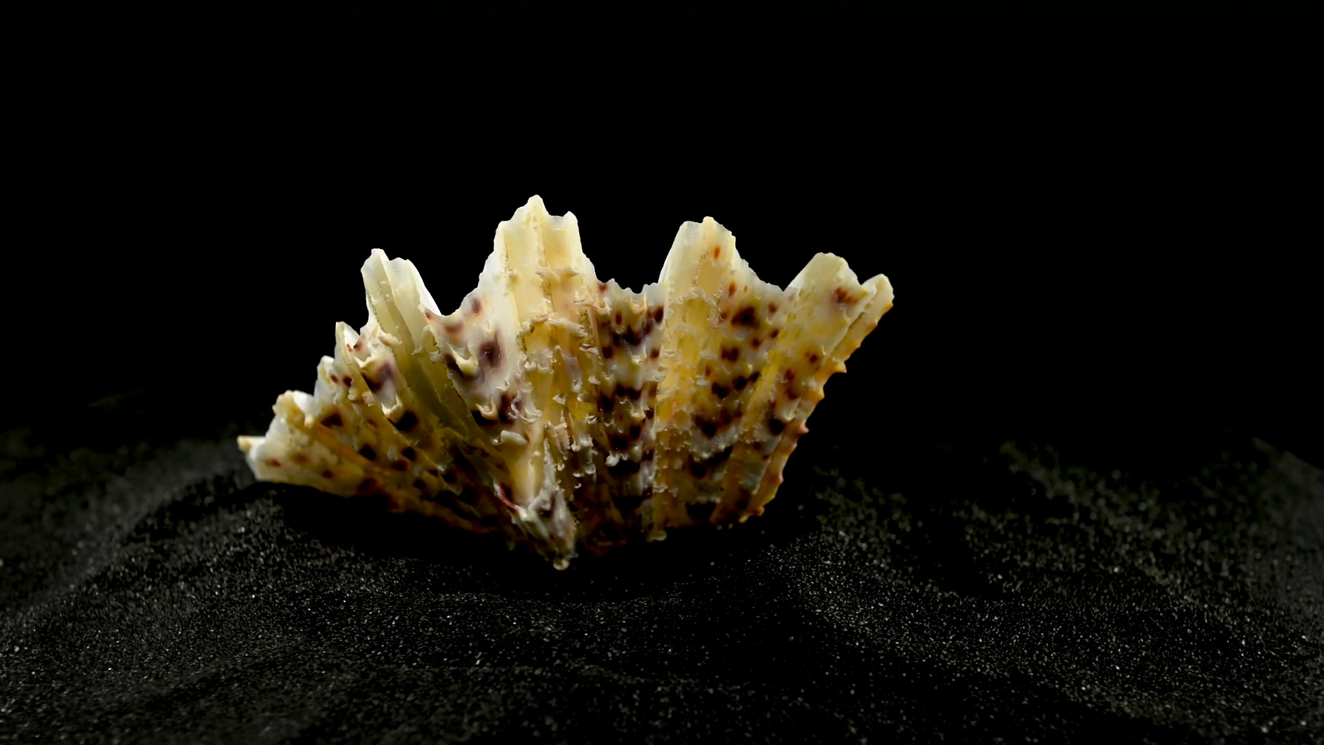 Hippopus Sea Shell On Black Sand 4k Stock Footage SBV-348845838 ...