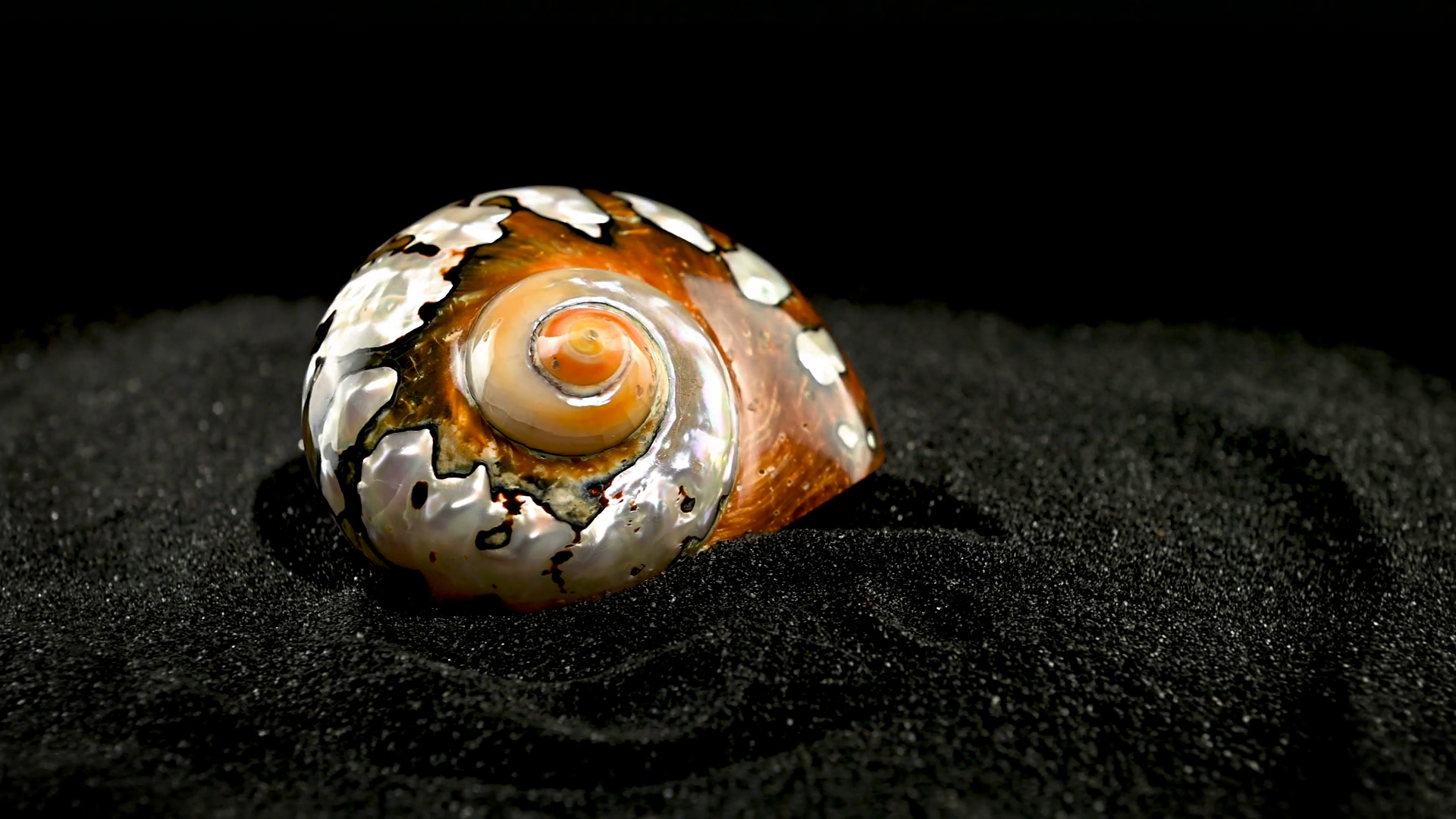 South African Turban Shell On Black Sand 4k Stock Footage SBV-348863151 ...