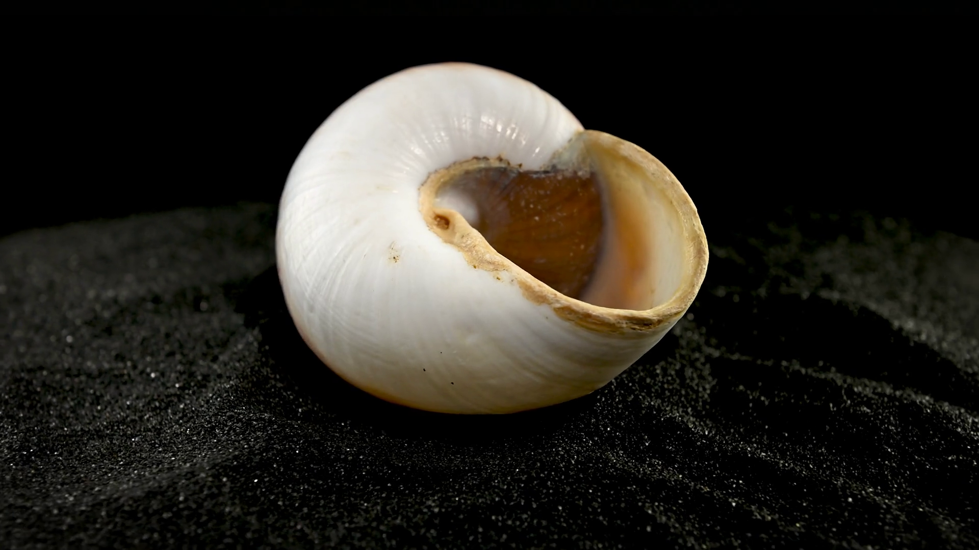 Ryssota Ovum Seashell On Black Sand 4k Stock Footage SBV-348853995 - Storyblocks