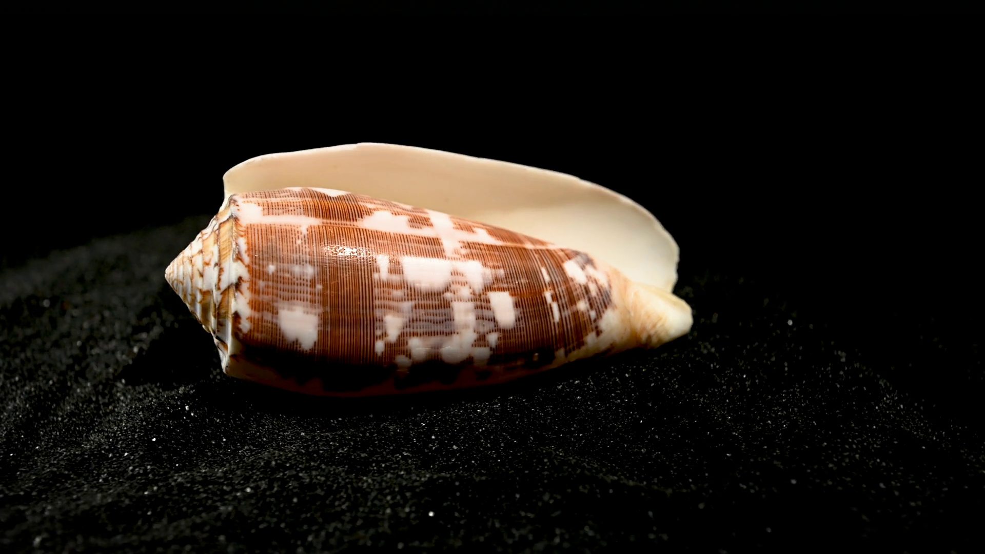 Conus Geographus Seashell On Black Sand 4k Stock Footage SBV-348854008 ...