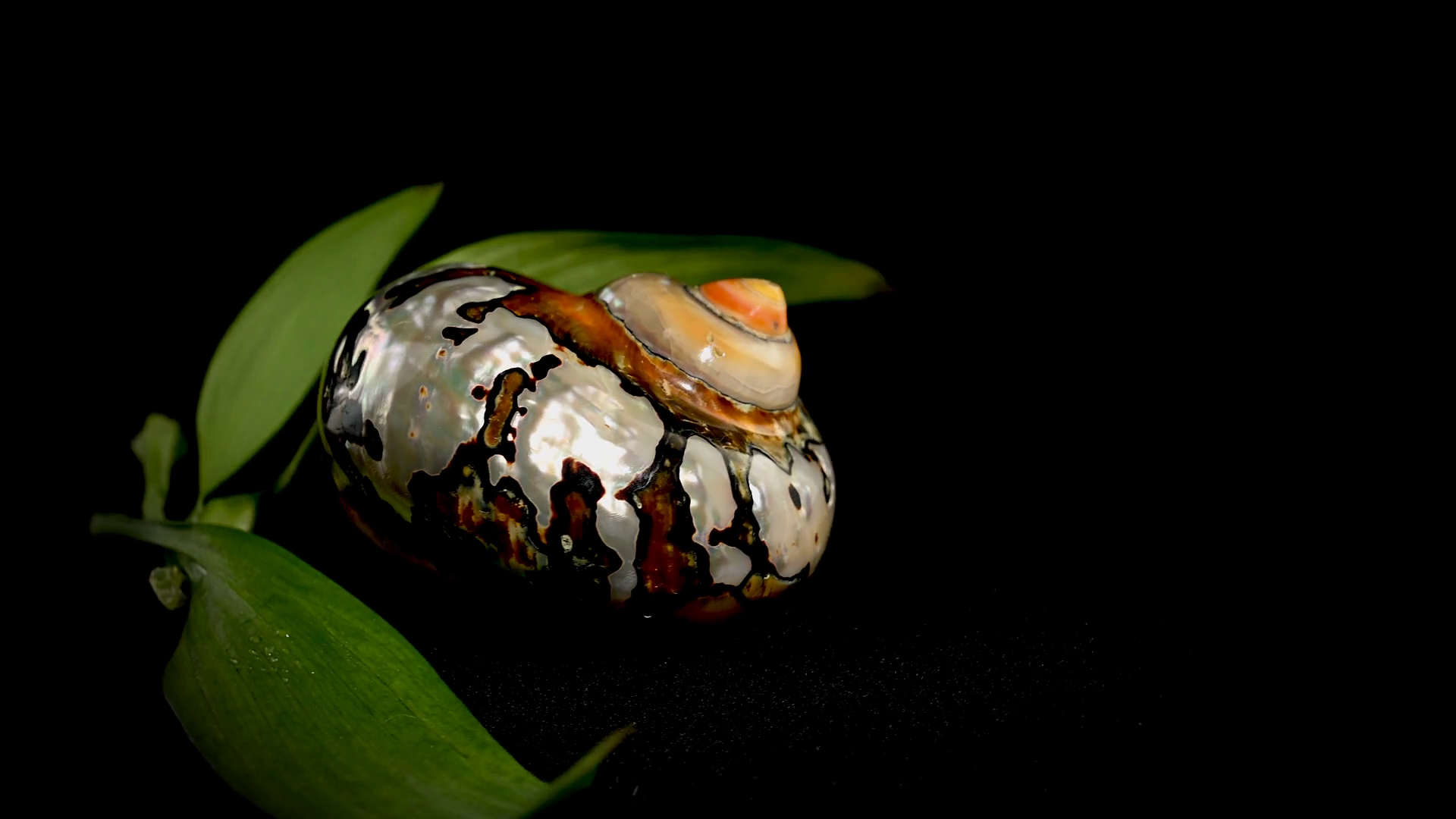 South African Turban Shell On Dark Stock Footage SBV-348784698 ...