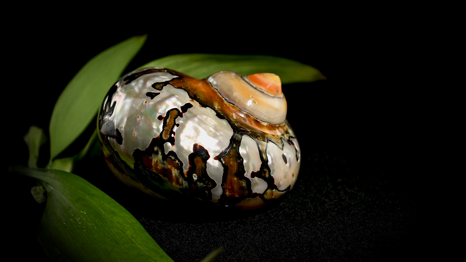 South African Turban Shell On Dark Background Stock Footage SBV ...
