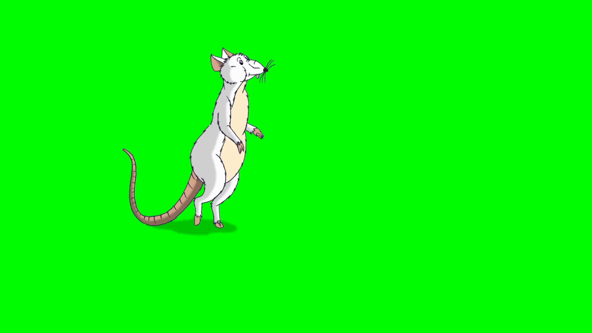 White Rat Gets Up Sniffs Animation Chroma Key Stock Motion Graphics SBV ...