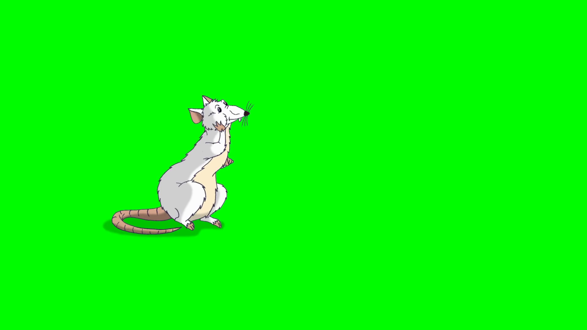 White Rat Sits Washes Animation Chroma Key Stock Motion Graphics SBV ...