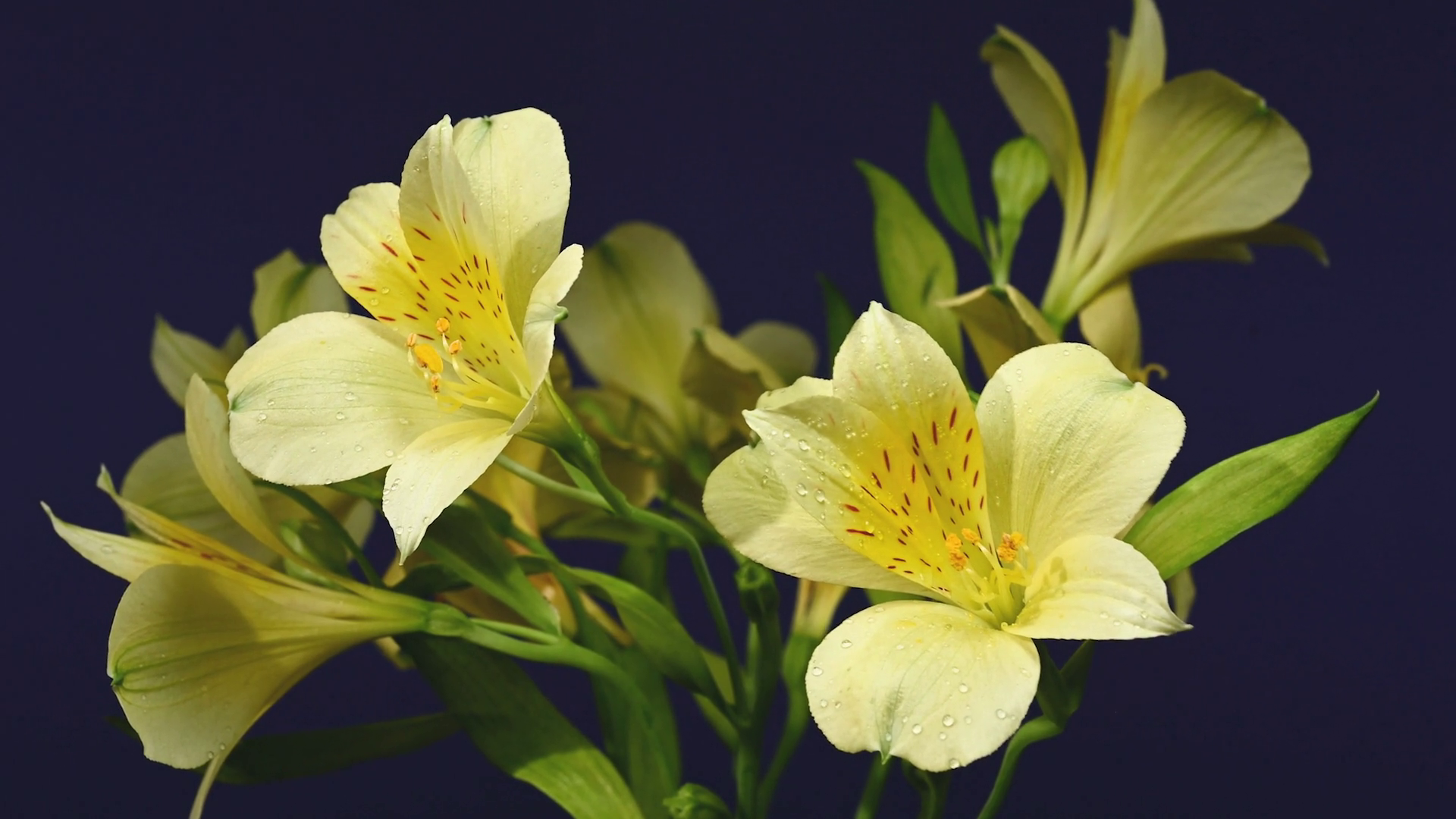 Yellow Alstroemeria Flowers On Color Stock Footage SBV-352283770 ...