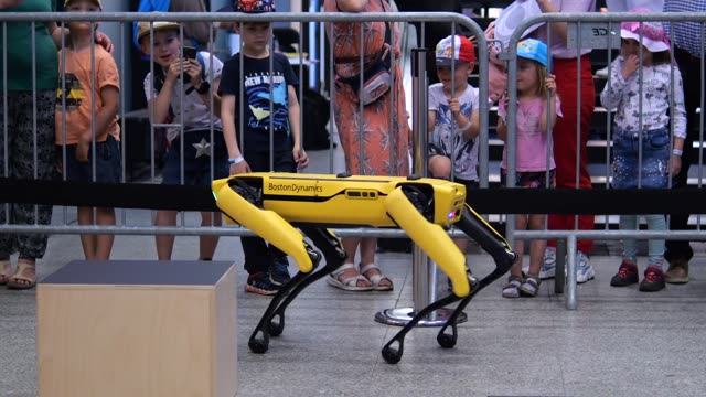 Advanced | Animals stock footage - Storyblocks