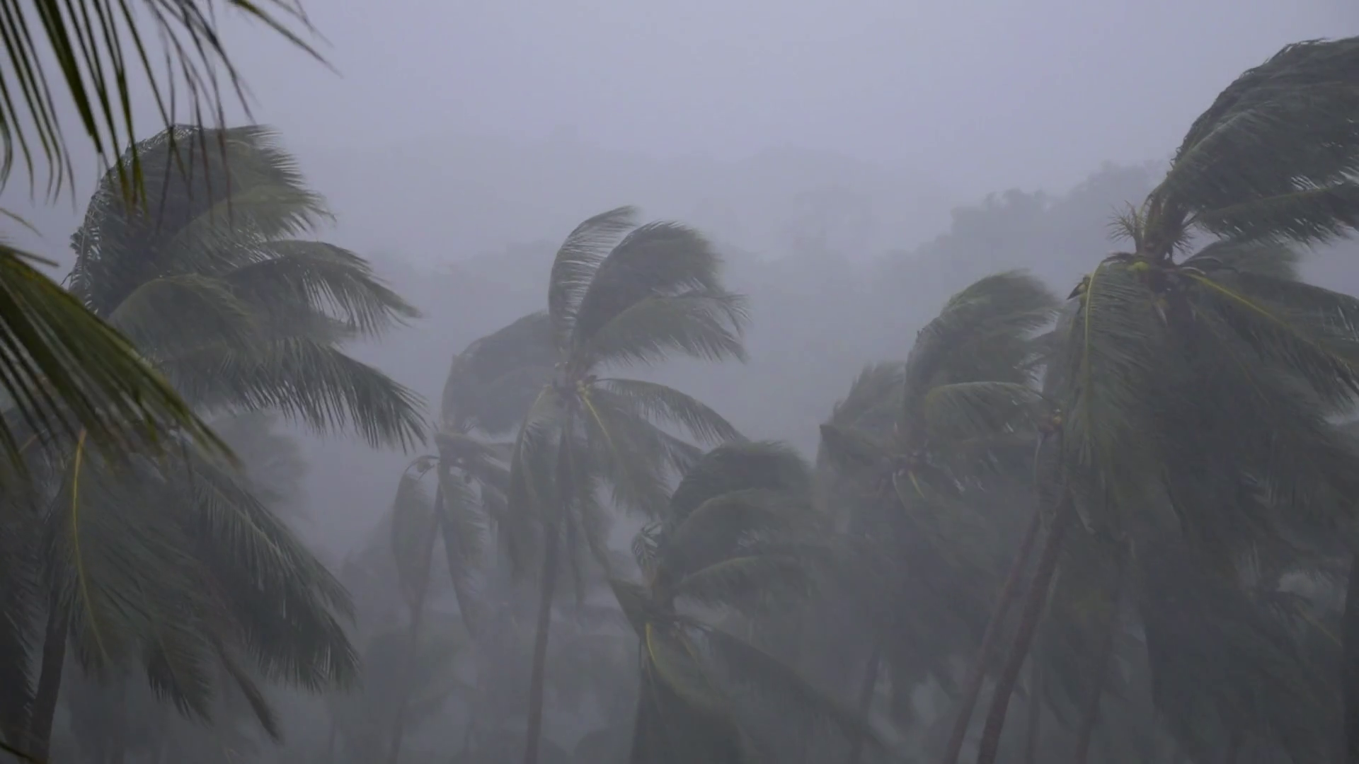 Heavy Rain Strong Destructive Winds Stock Footage SBV-353303935 ...