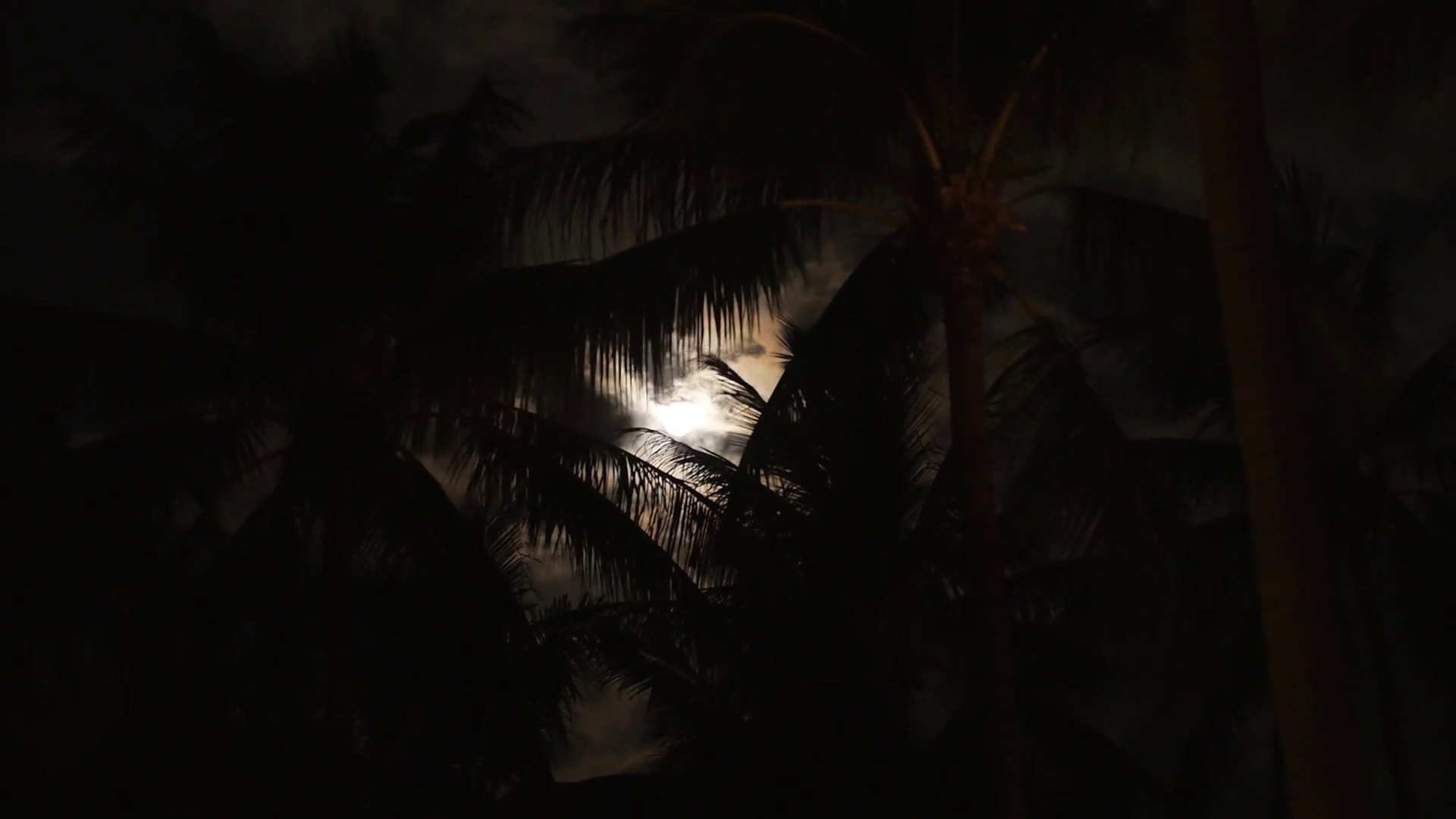 Coconut Palms Bright Moon Tropical Night Stock Footage SBV-304836814 ...