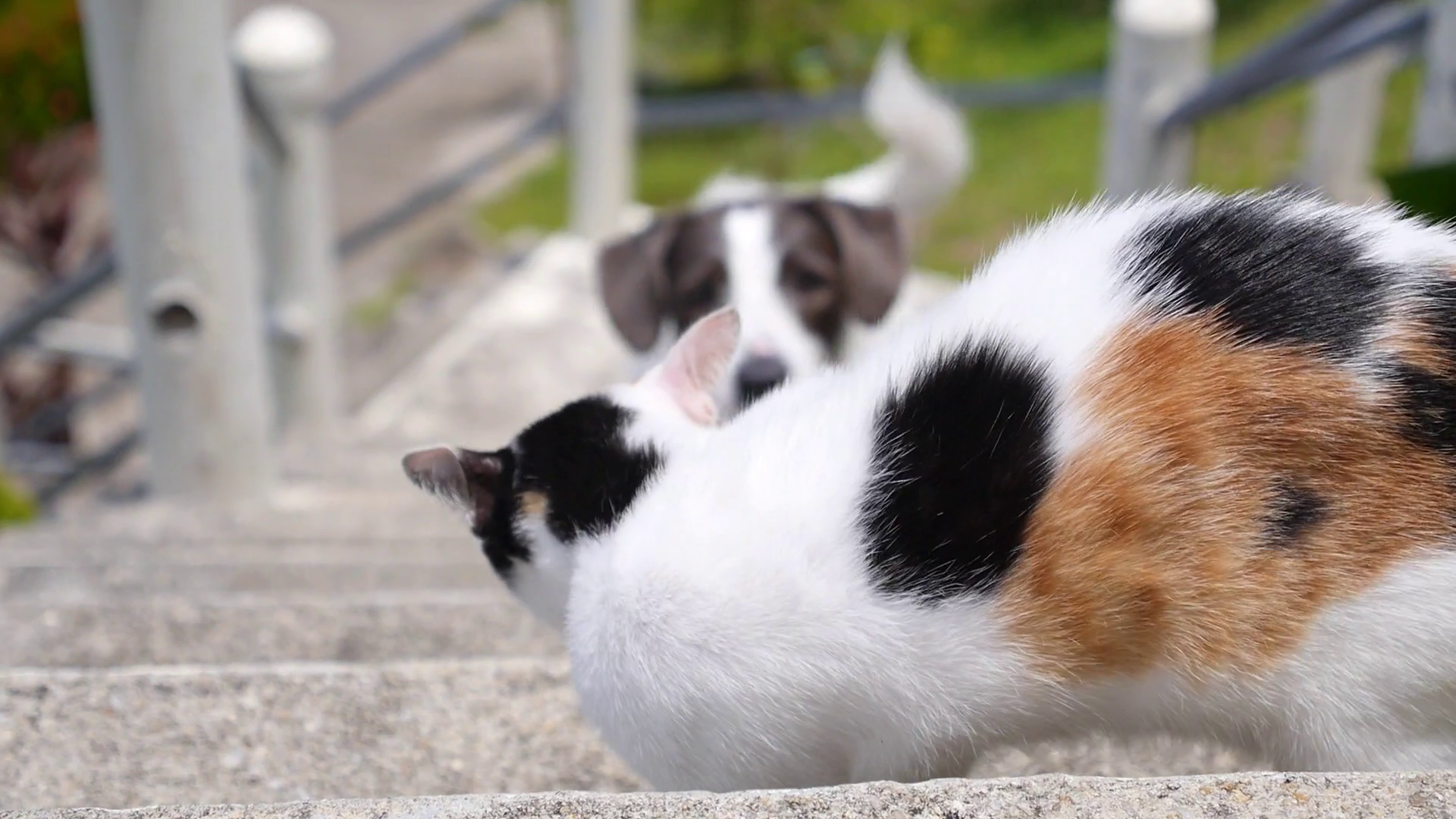 Conflict Between Dog Cat Outdoors Funny Stock Footage SBV-309906035 ...