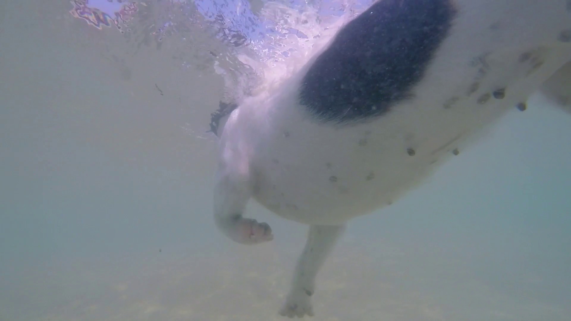 Adorable Dog Swimming Underwater Slow Motion Stock Footage SBV ...