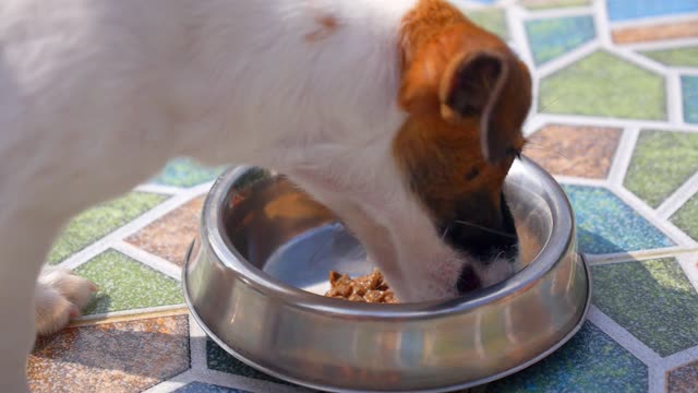 Dog Licking Food Stock Footage: Royalty-Free Video Clips - Storyblocks