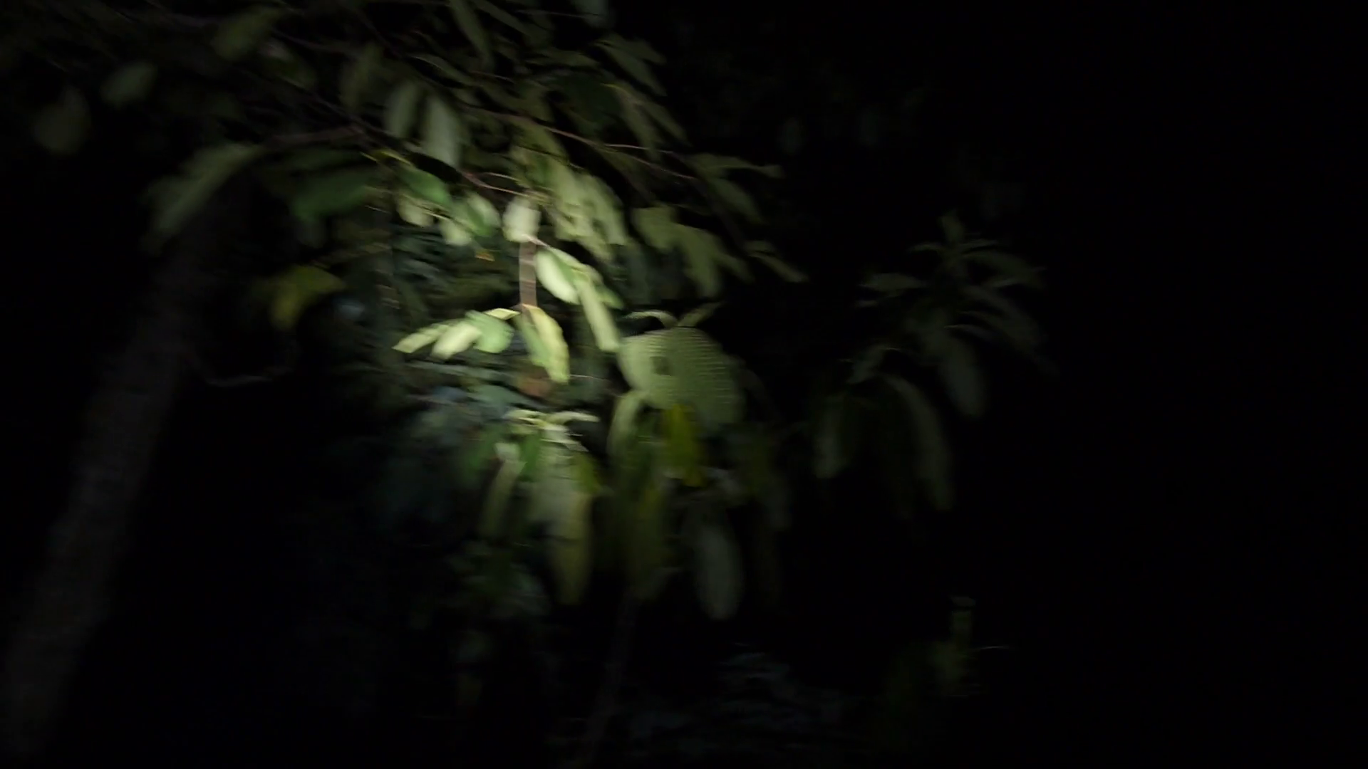 Flashlight in Forest at Night Stock Video Footage 00:14 SBV-312436122 ...