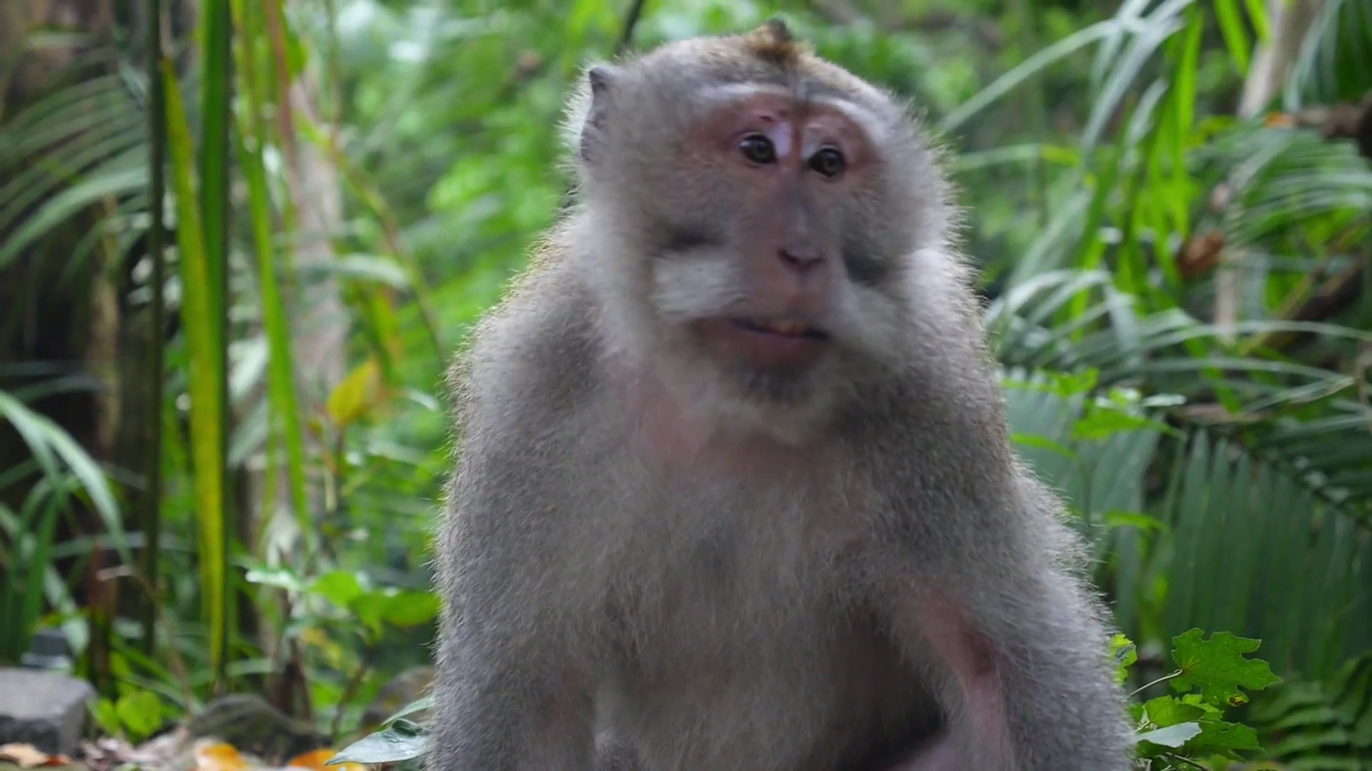 Funny Animal Monkey Sitting In Green Forest Stock Footage SBV-309019173 ...