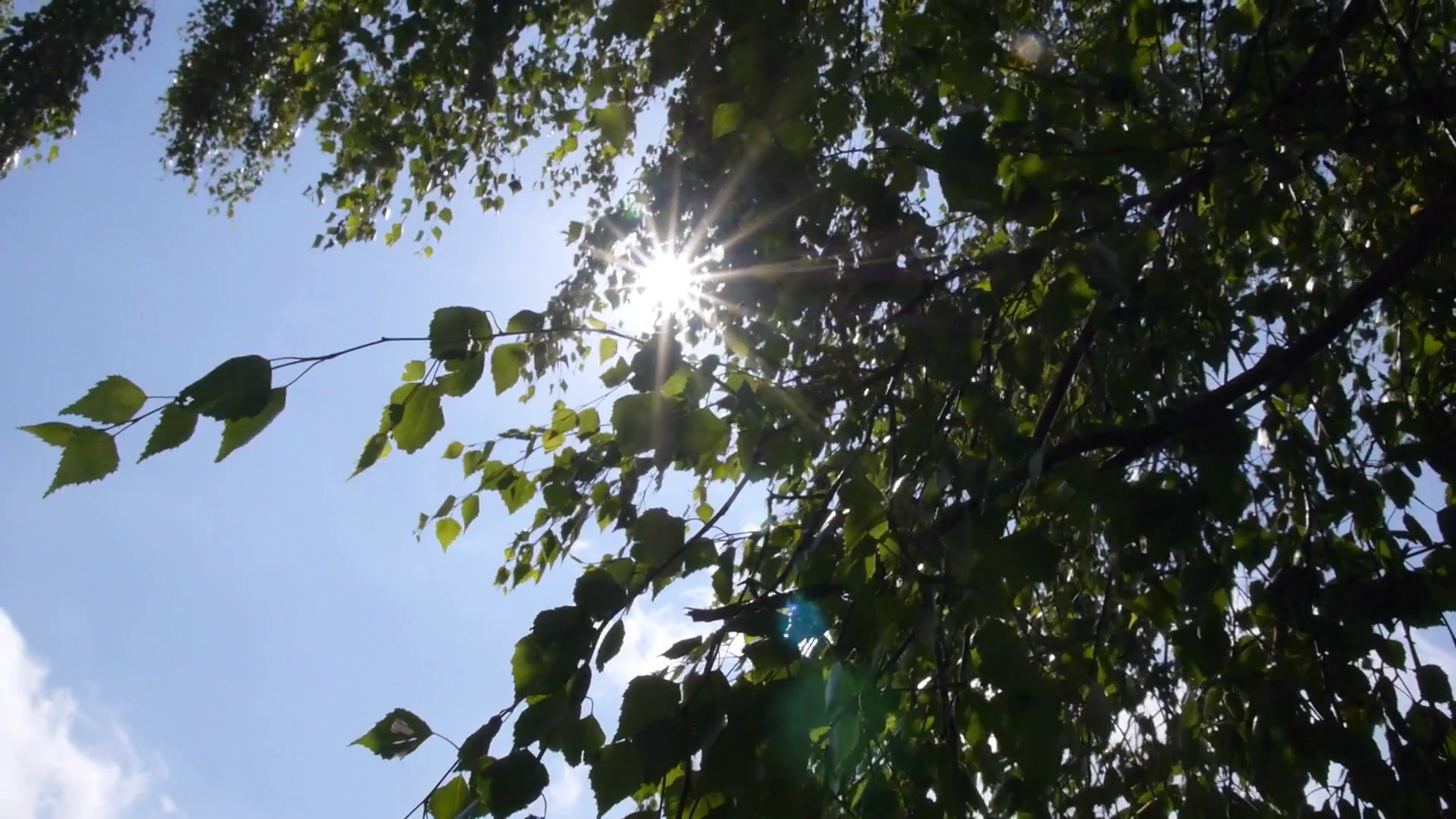 Hand Reaching Sun Through Tree Leaves Stock Motion Graphics SBV ...