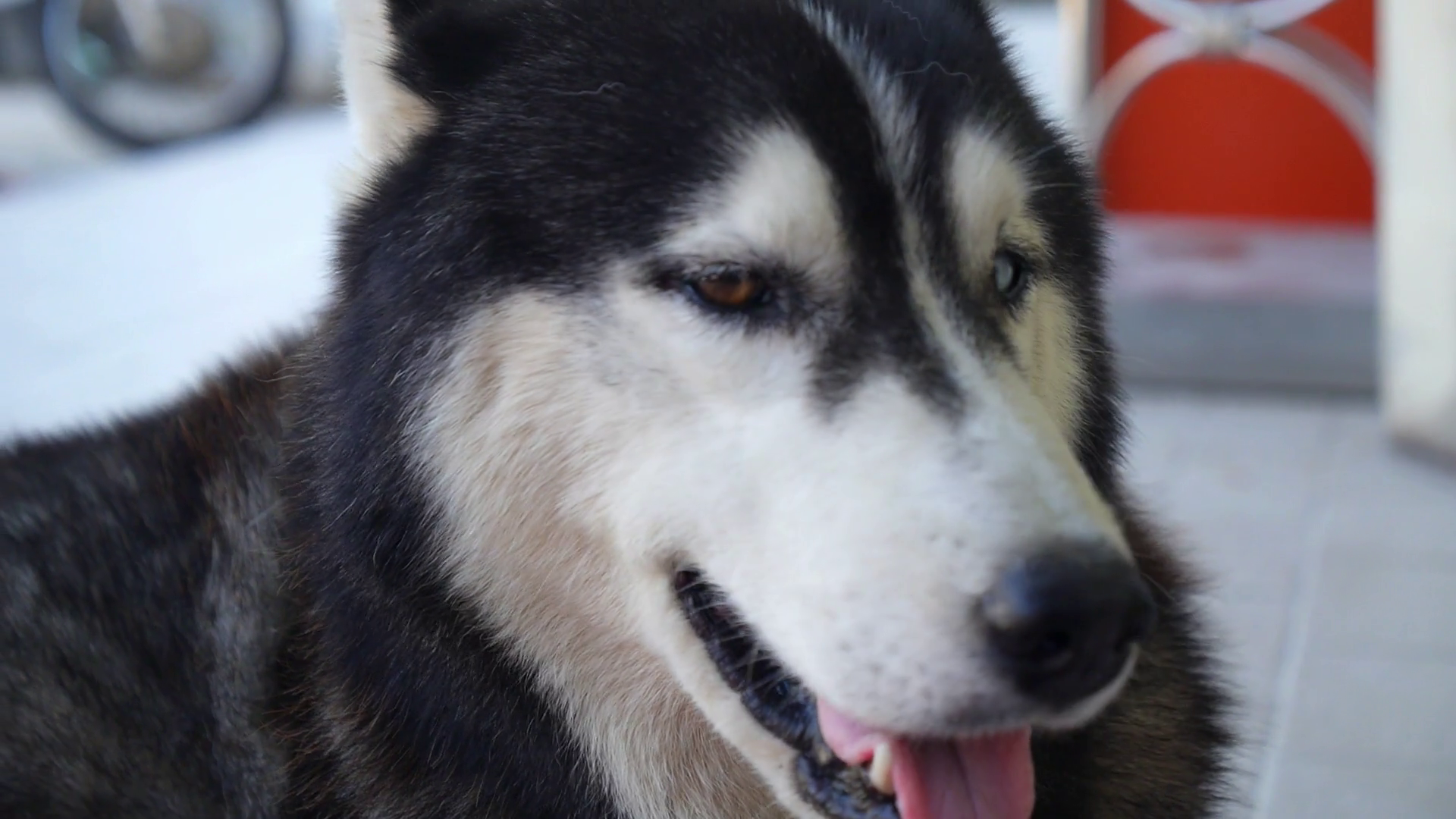 Husky Dog Face With Heterochromy - Eyes With Stock Footage SBV ...