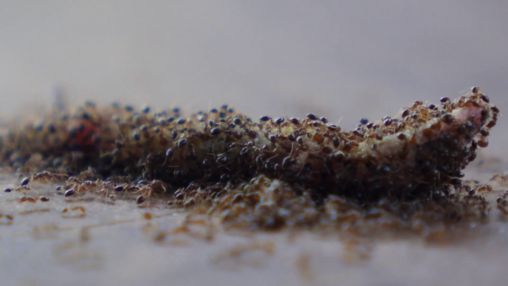 Many Angry Ants Eating Dead Insect Timelapse Stock Footage SBV ...