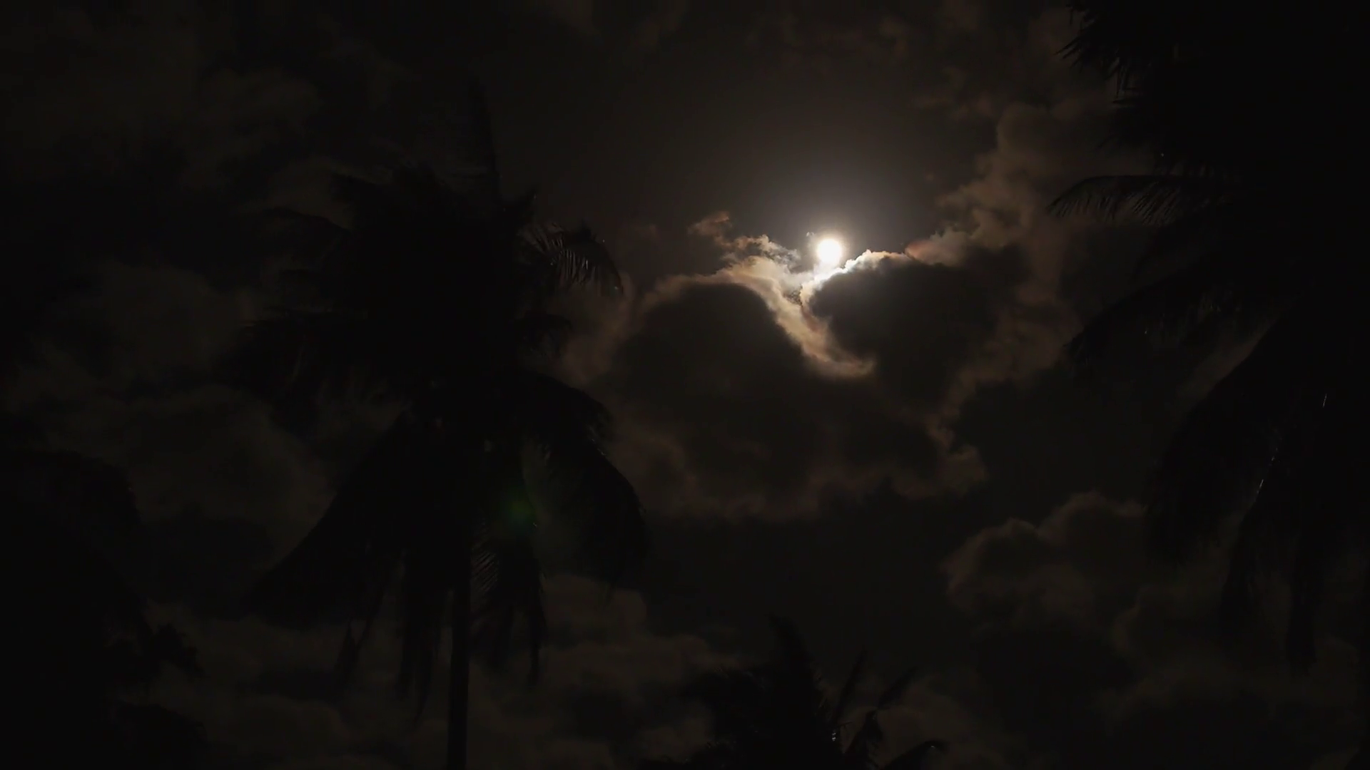Palm Trees Under Moonlight Bright Moon At Stock Footage SBV-304836838 ...