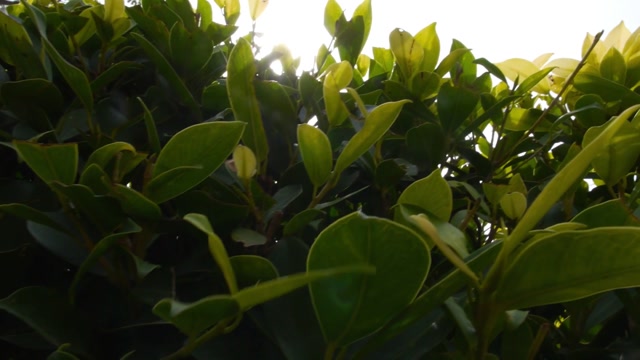 Sun And Plants Stock Footage: Royalty-Free Video Clips - Storyblocks