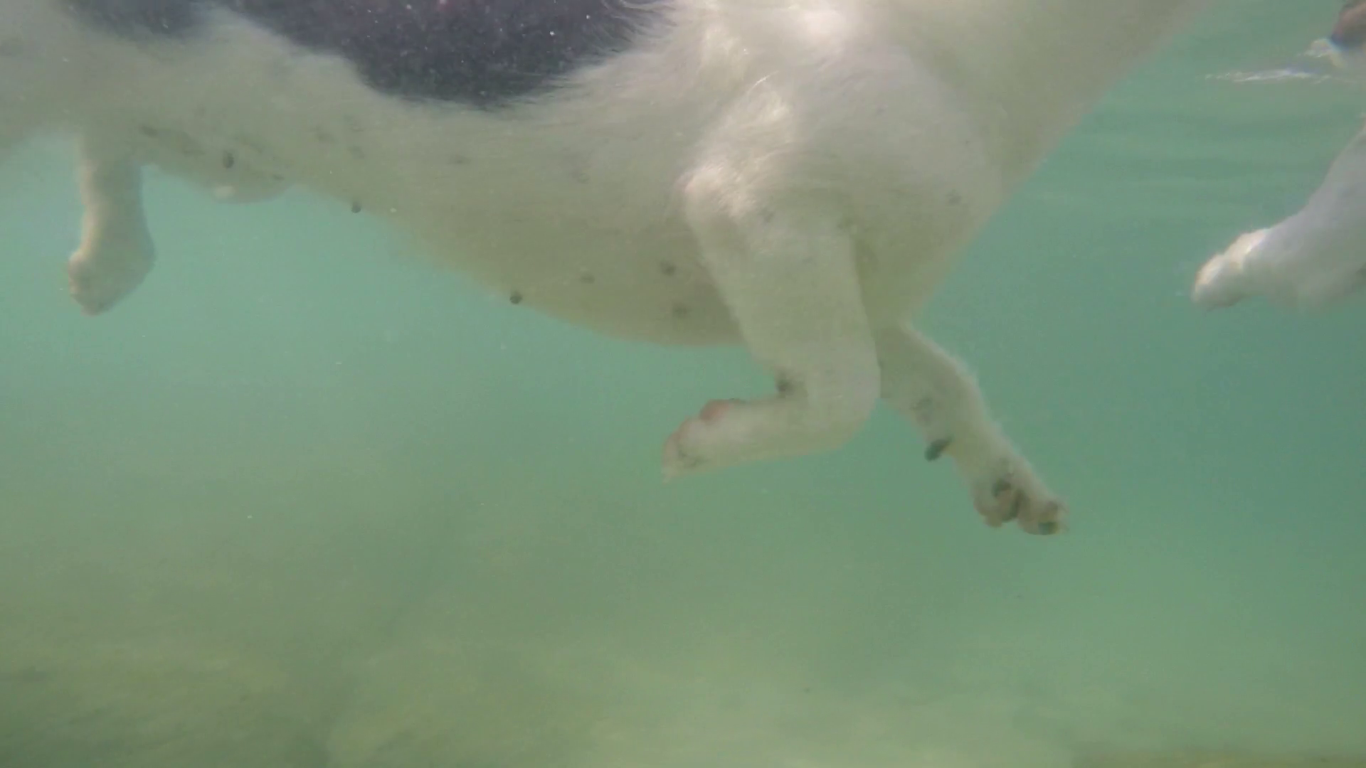 Two Dogs Swimming Underwater In Sea Slow Stock Footage SBV-304575510 ...
