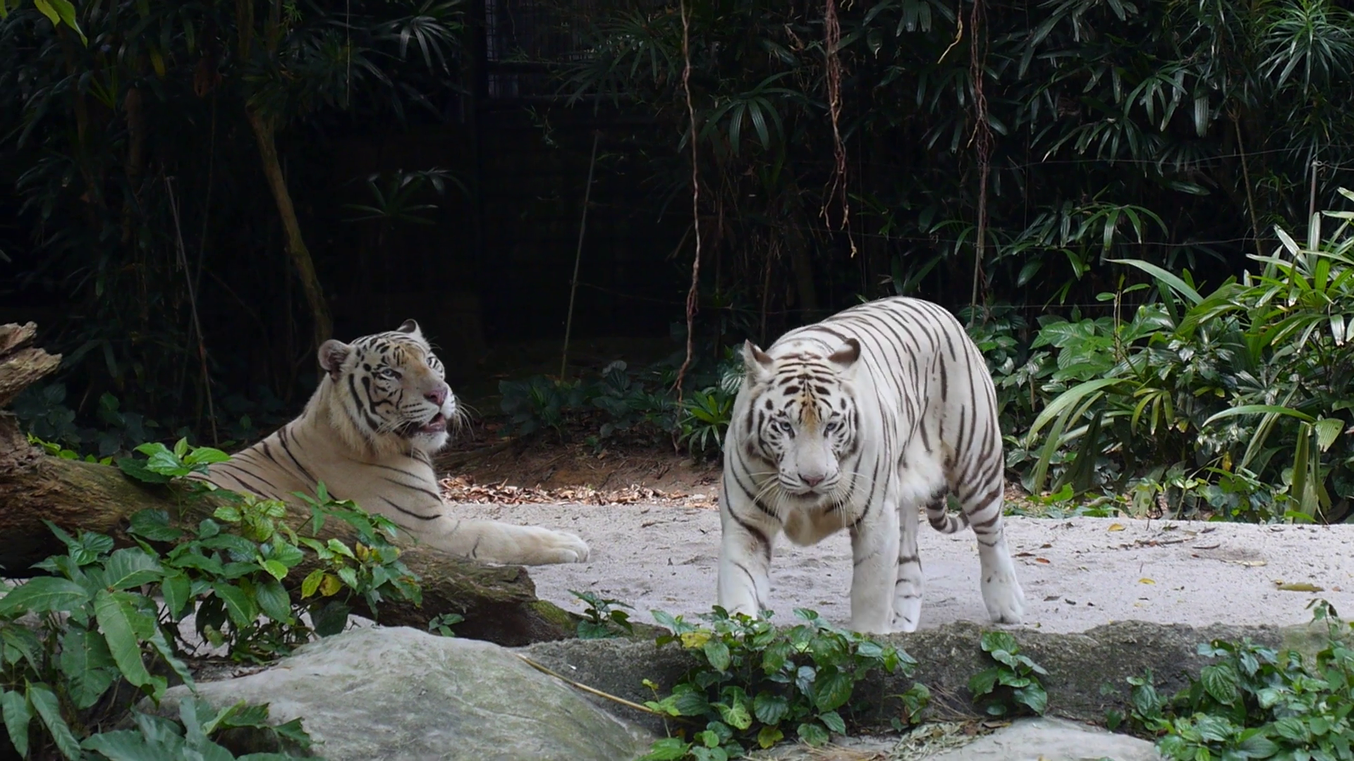 Two White Tigers In Jungles In Zoo Stock Footage SBV-312436601 ...