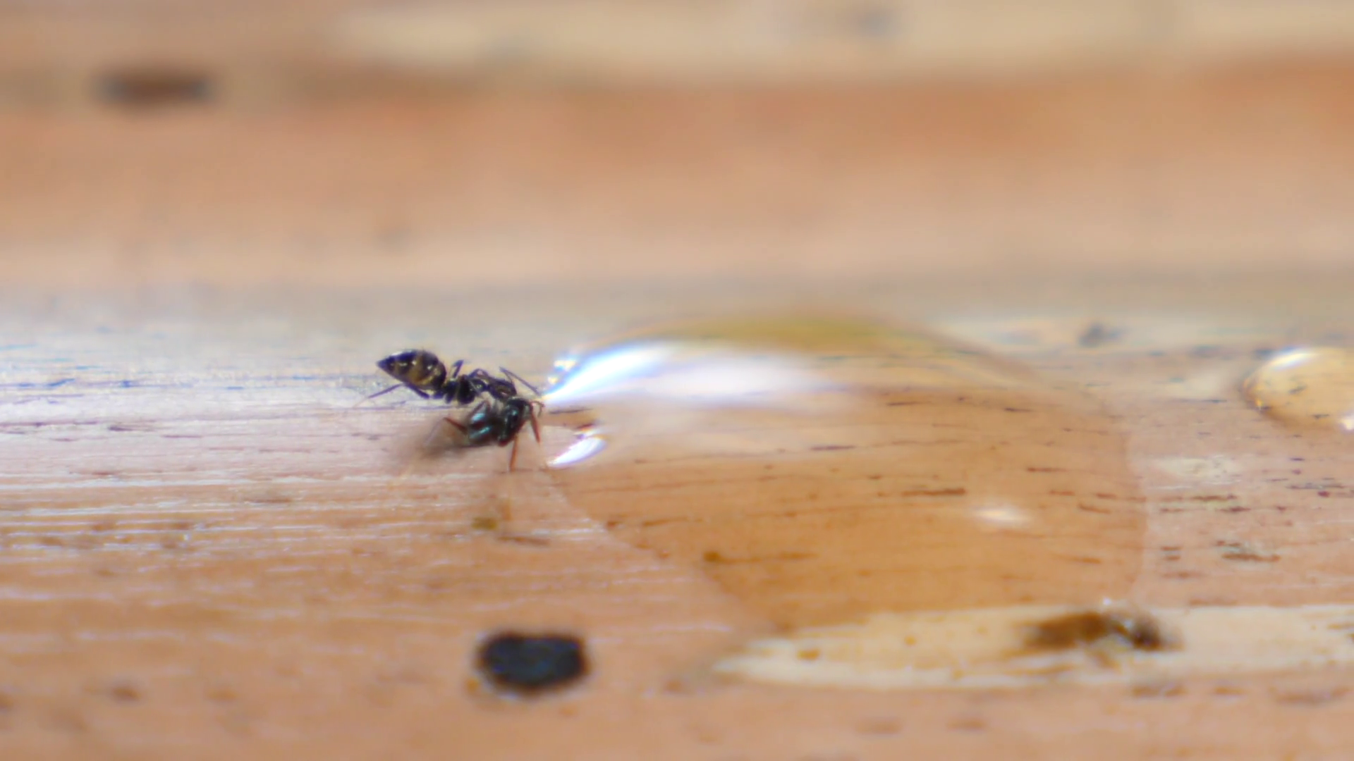 Ants Drinking Water Closeup Stock Footage SBV-330000400 - Storyblocks