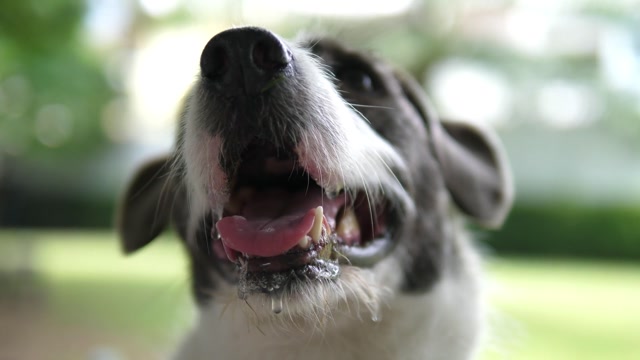 Drooling Stock Footage: Royalty-Free Video Clips - Storyblocks