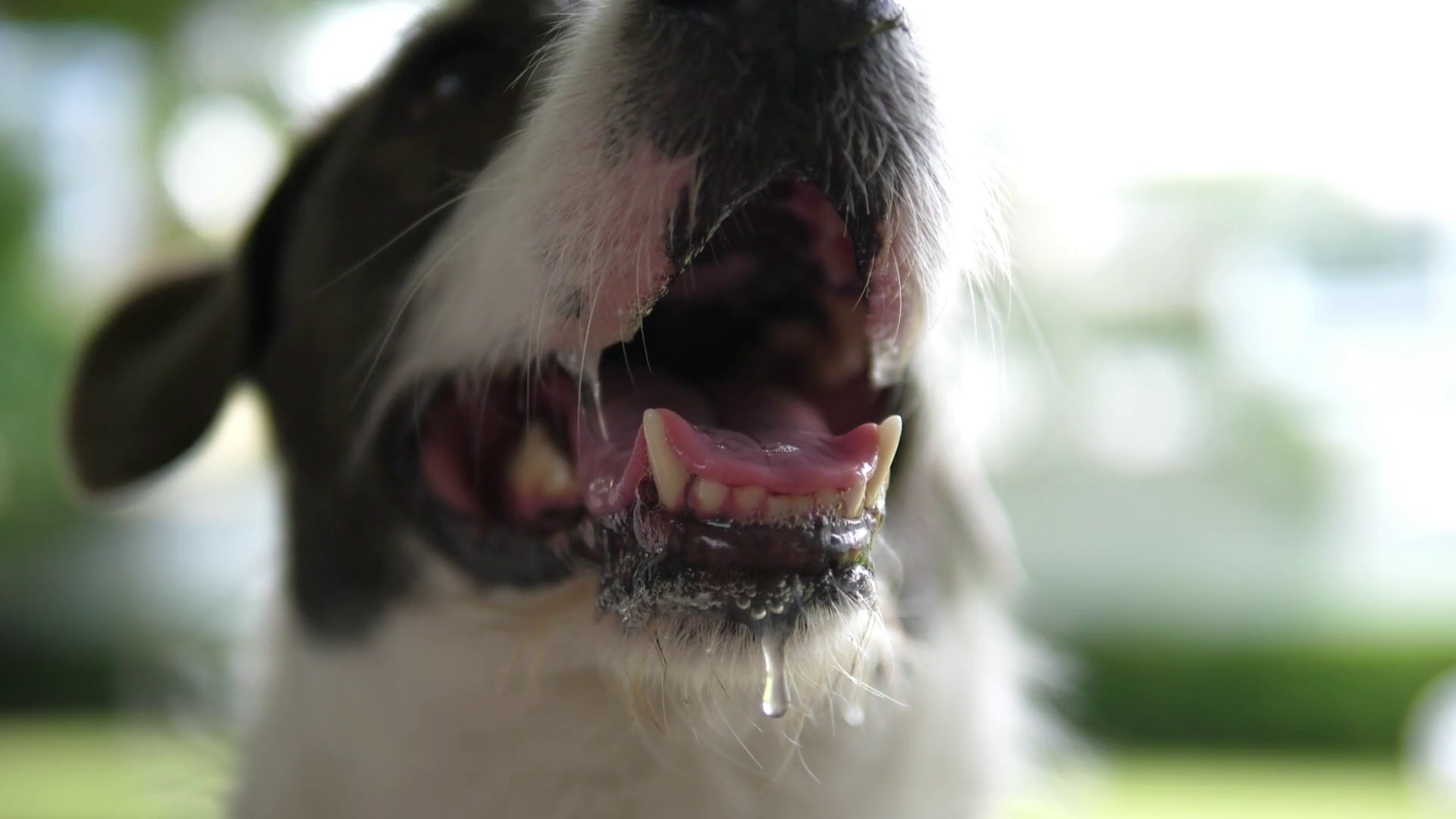 Dog's Snout With Driveling Chops Full Of Stock Footage SBV-319096232 ...