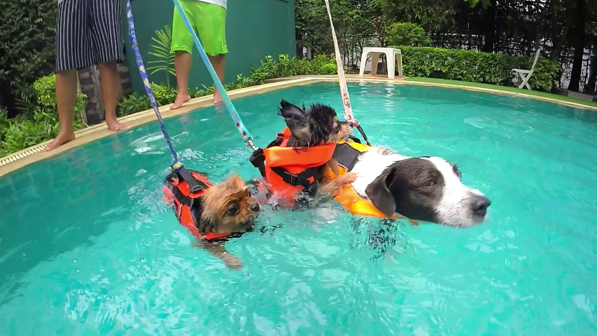 Group Of Cute Dogs Training In Swimming Pool Stock Footage SBV ...