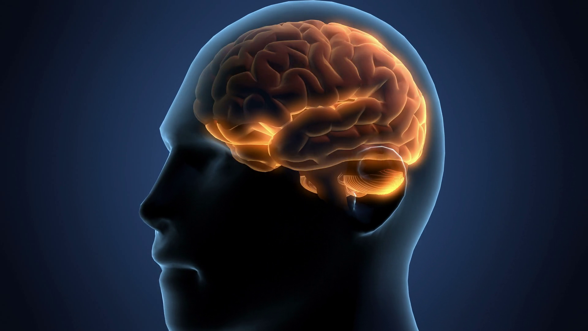 Human Torso and Head With Visible Brain 3D Animation X-Ray of Human ...