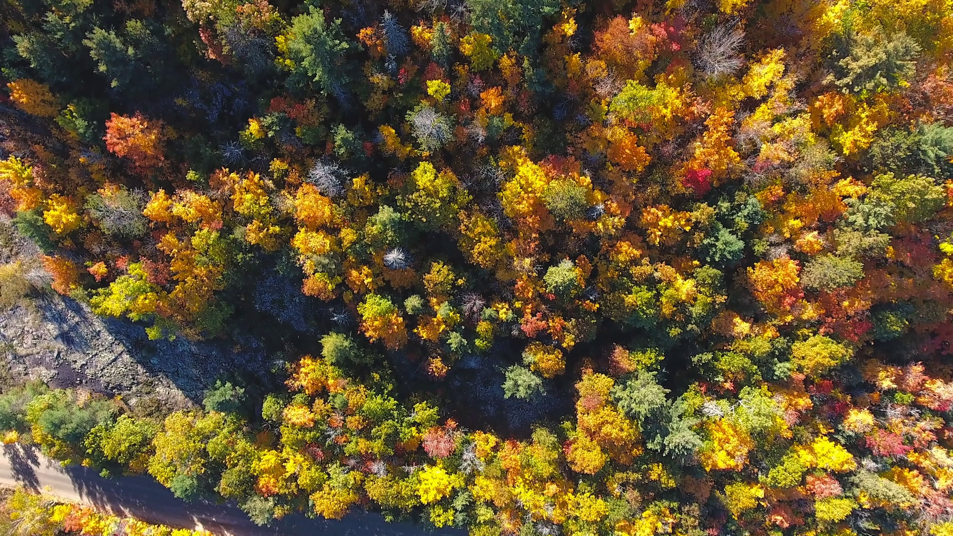 Above Trees At Fall | Ontario Canada 4k Stock Footage SBV-310402648 ...