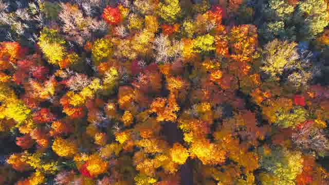 Aerial View Of Misty River Surrounded With Green Trees Stock Footage ...