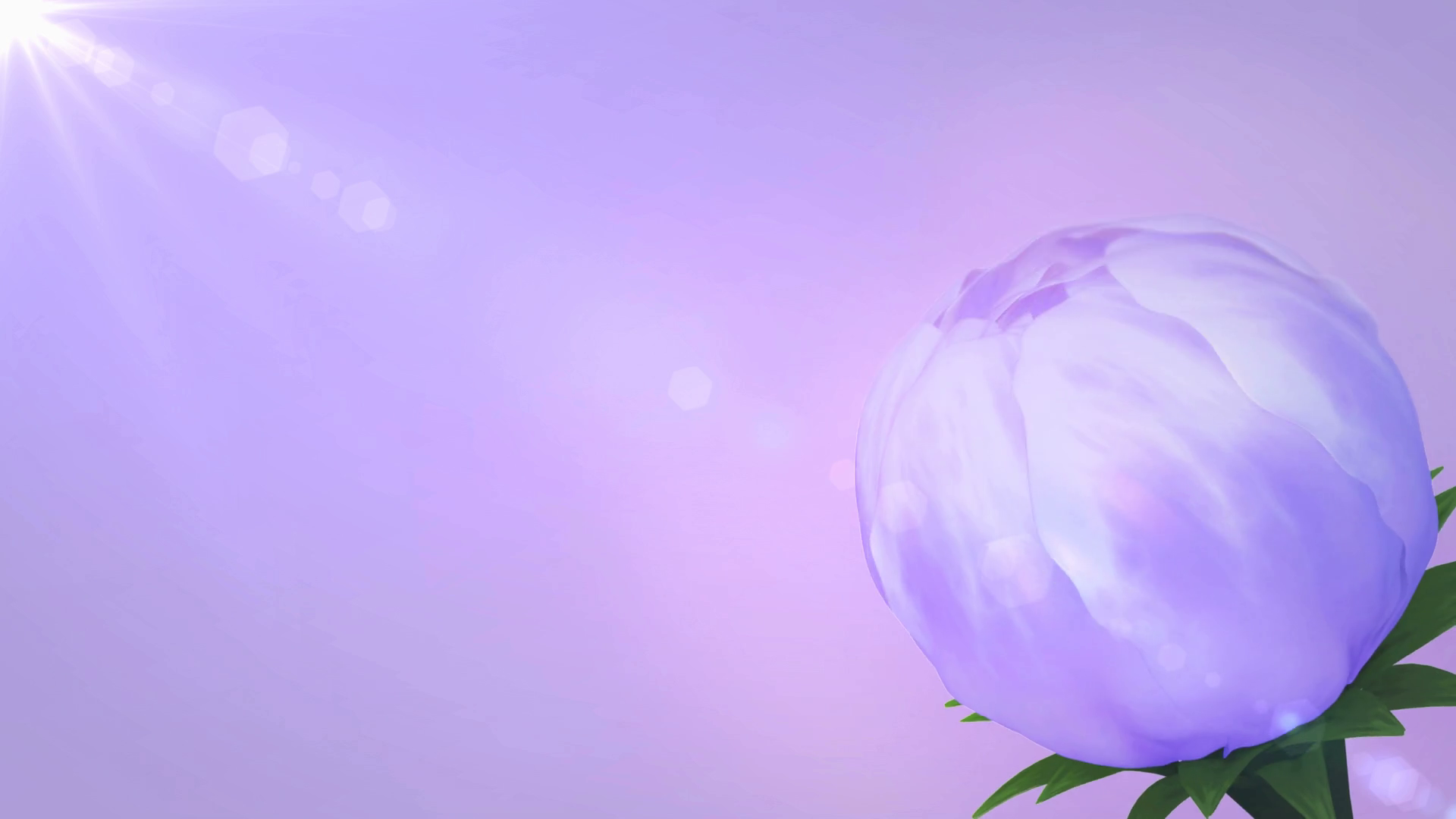 Blooming Purple Flower Stock Motion Graphics SBV-300454380 - Storyblocks