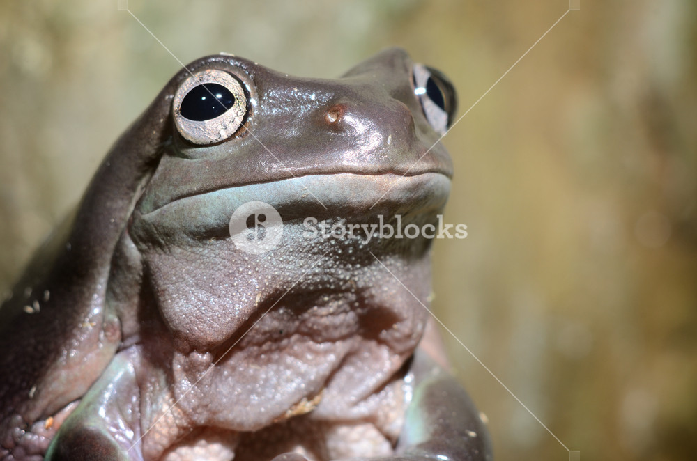Colorful frog in terrarium Royalty-Free Stock Image - Storyblocks