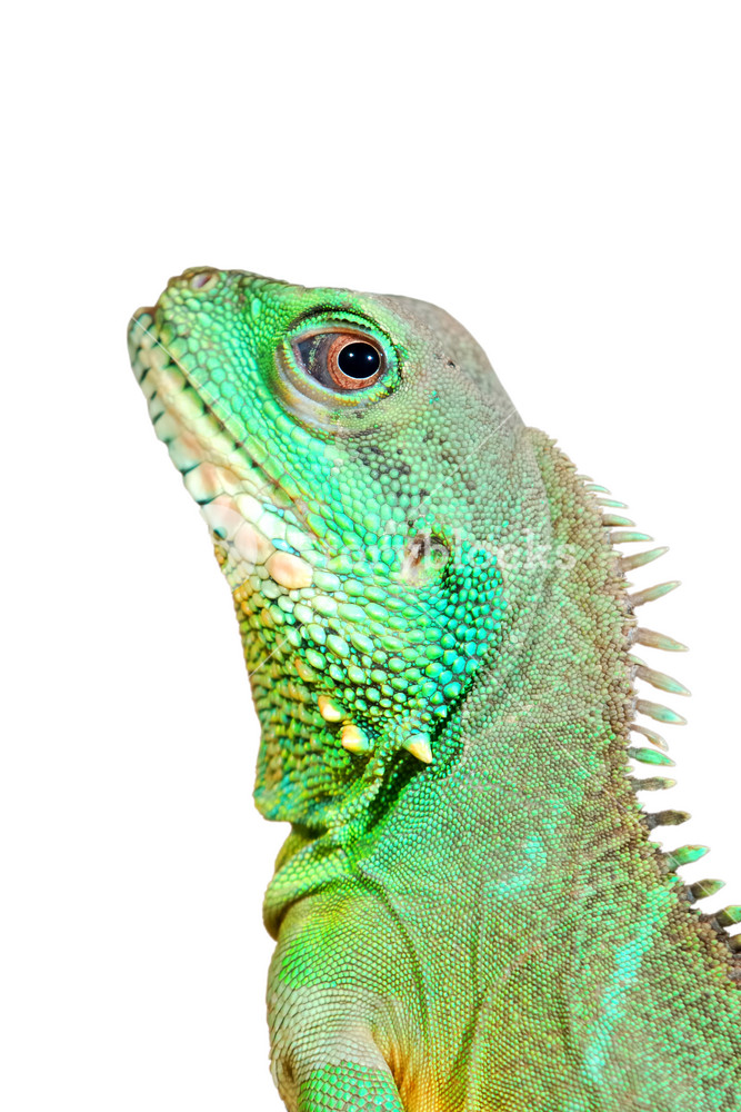 Colorful green lizard close-up. Isolated Royalty-Free Stock Image ...