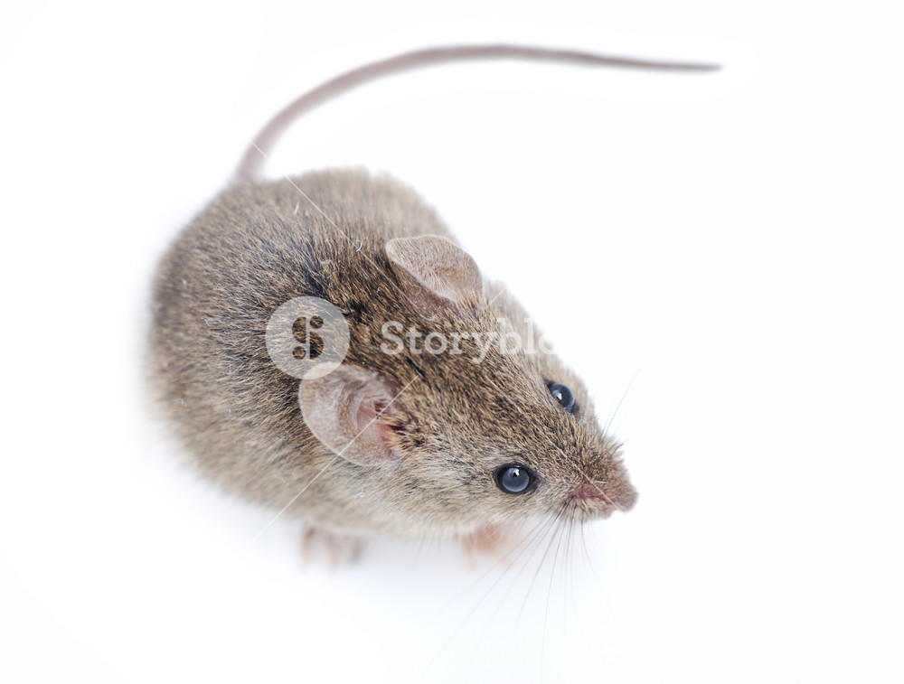 Mouse isolated on white background Royalty-Free Stock Image - Storyblocks