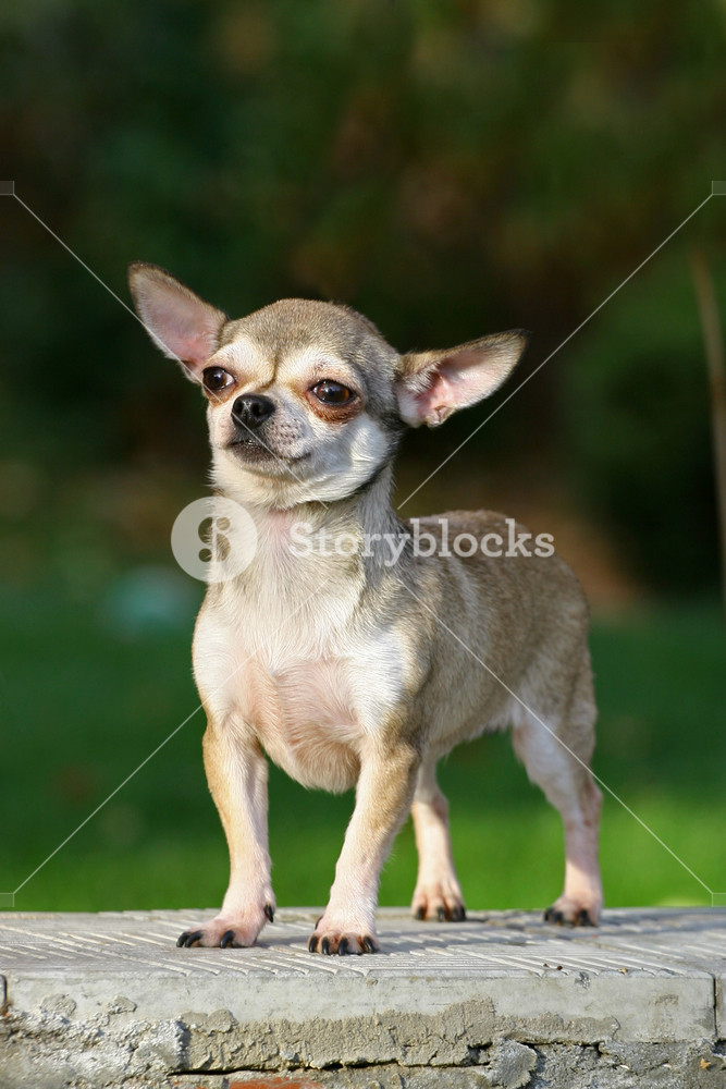 CHICH Royalty-Free Stock Image - Storyblocks